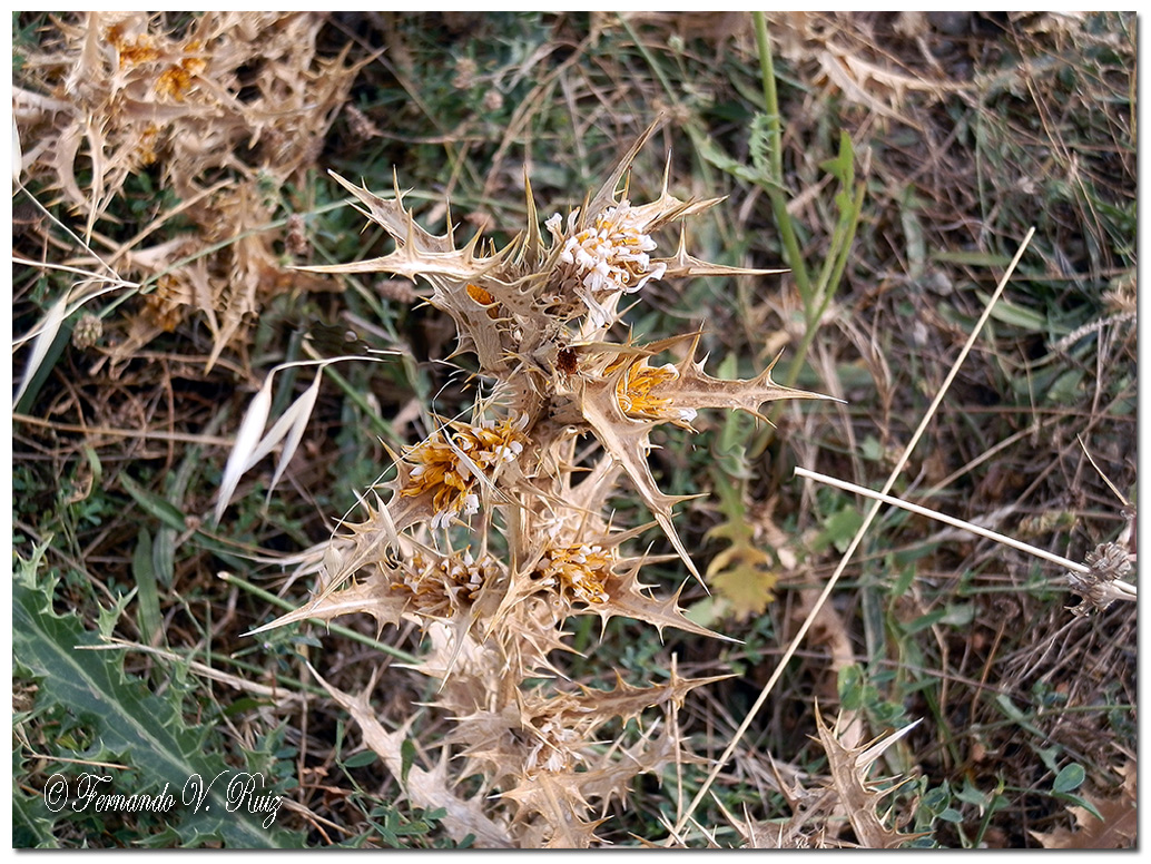 Plantas de La Rioja: Scolymus hispanicus (Cardillo)
