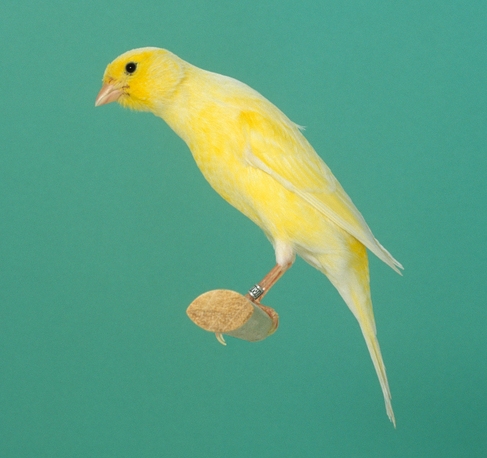 LOS CANARIOS DE POSTURA: Canarios de Posición