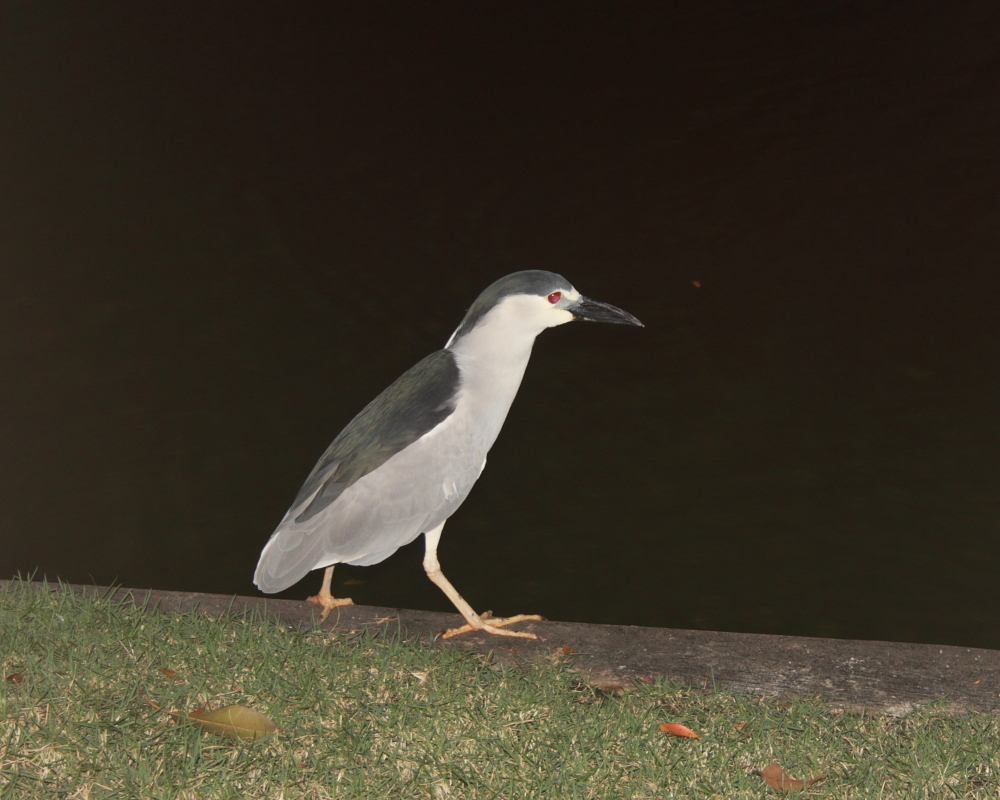 The Nomadic Naturalist: Dominican bird highlights