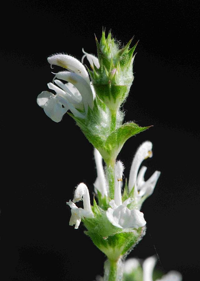 La filière chia bio (Salvia hispanica) de BONABIO: La belle et ...