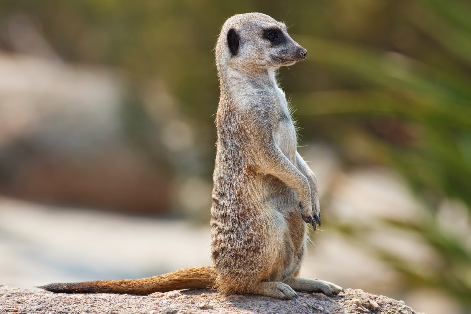 Hayvanların Doğası: Mirket