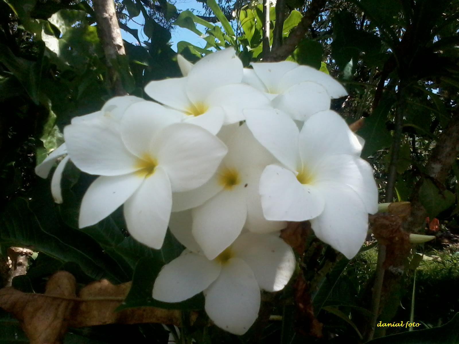 DS CoLLecTioN: Bunga Kemboja Kubur