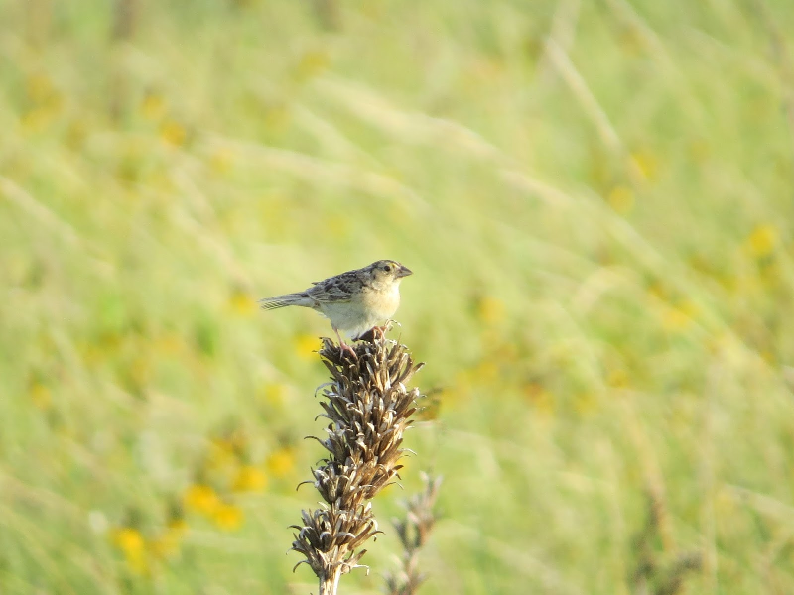 Birding Is Fun!: Birds of the Prairie - A Photo Essay