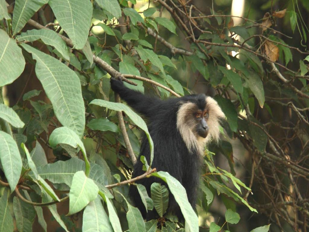 Indian Biodiversity Talks: A quick guide to the monkeys in Kalakkad ...
