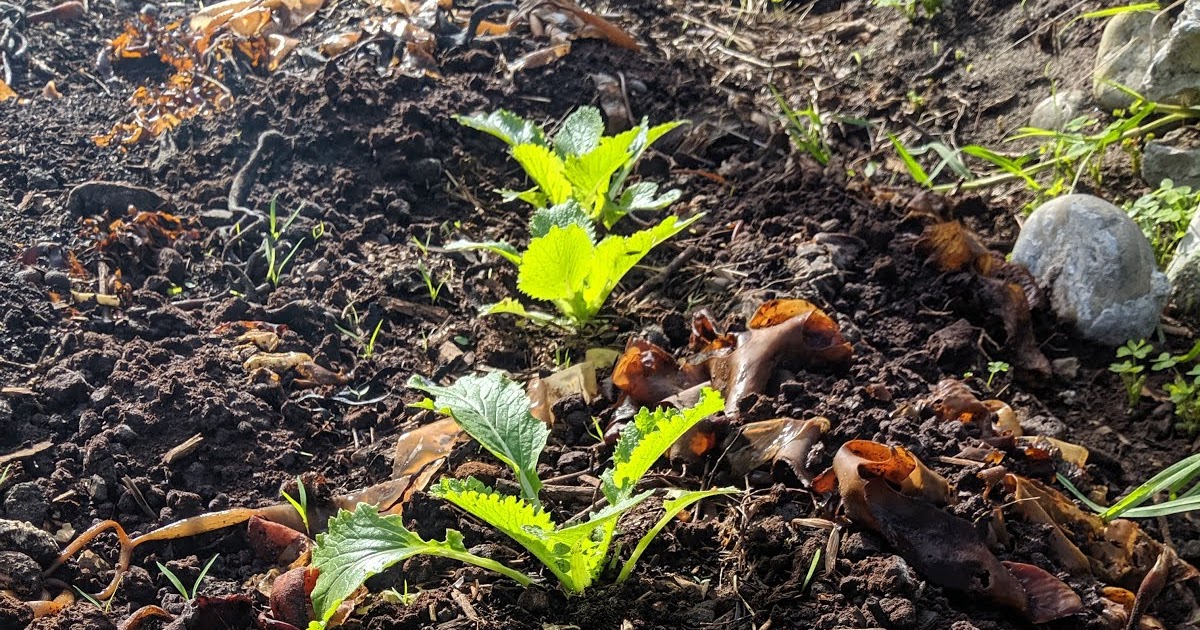 Cabbage patch (update)