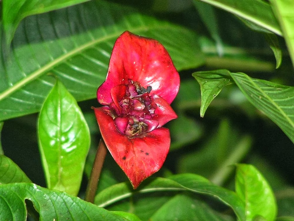 Psychotria Elata (Hooker Lips)