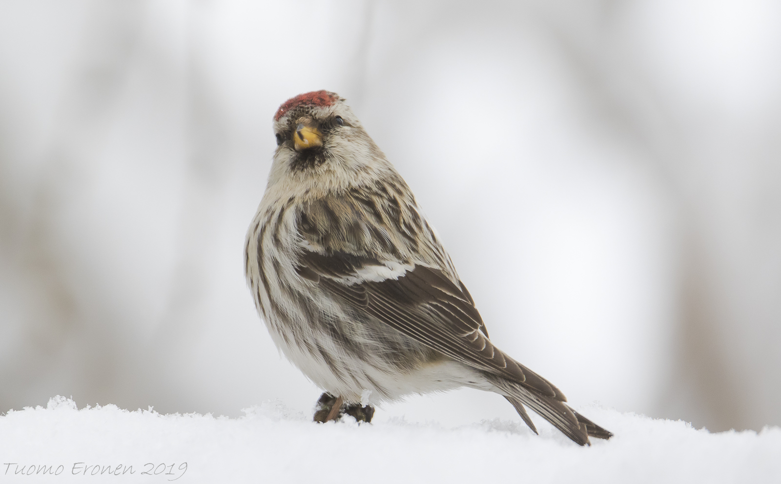 Tuomo's Bird Pics - Finland Wildlife Photography