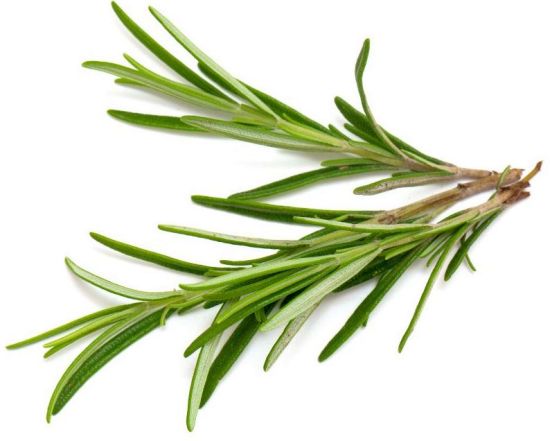 What is Rosemary and Why Rosemary is Good For Your Health Benefits