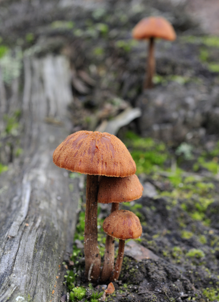 Back In Birdland: Fungi Foray. November 2012.