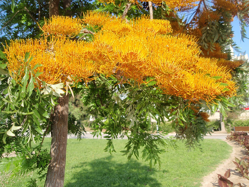 HERBARIO VIRTUAL DE BANYERES DE MARIOLA Y ALICANTE: Grevillea robusta ...