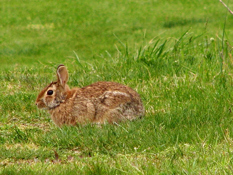 Roy's World: Spring Critters