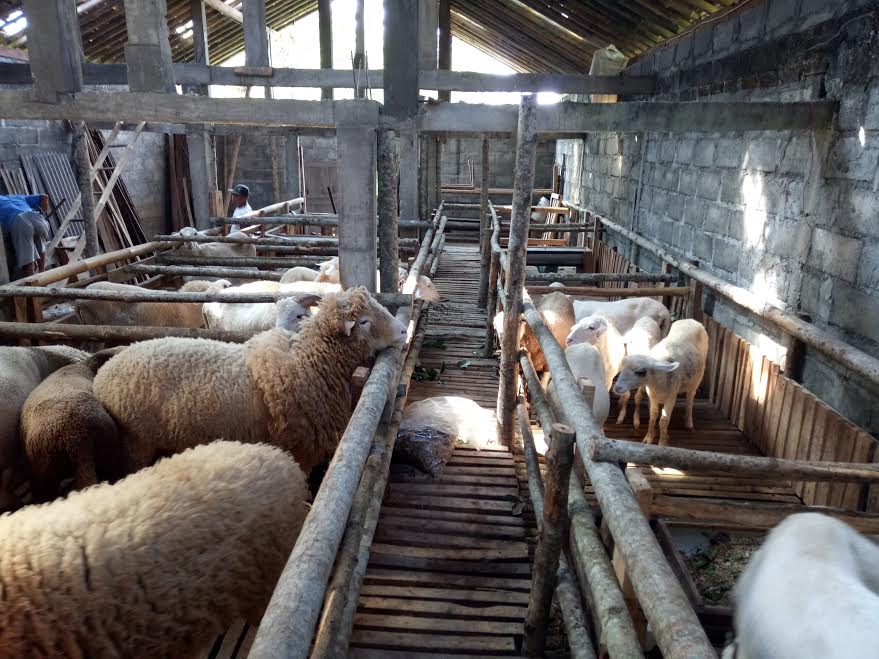 Peternak Domba Merino Yogyakarta - Jual Domba Merino Jogja - Peternakan ...