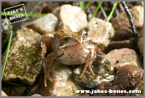 Studying a wild common frog from my bedroom. : Jake's Bones