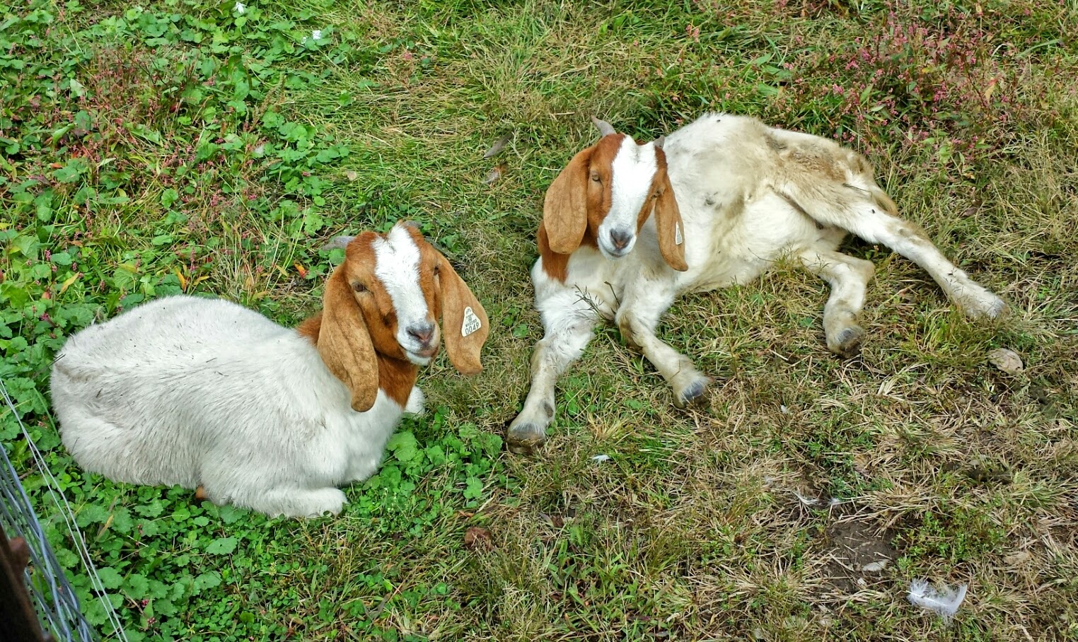 Goats and their Life as Interesting Facts Before You