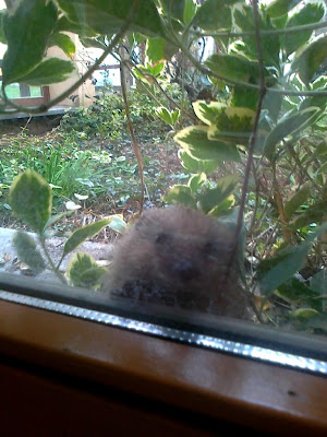 Enrica Signora G: gennaio 2013