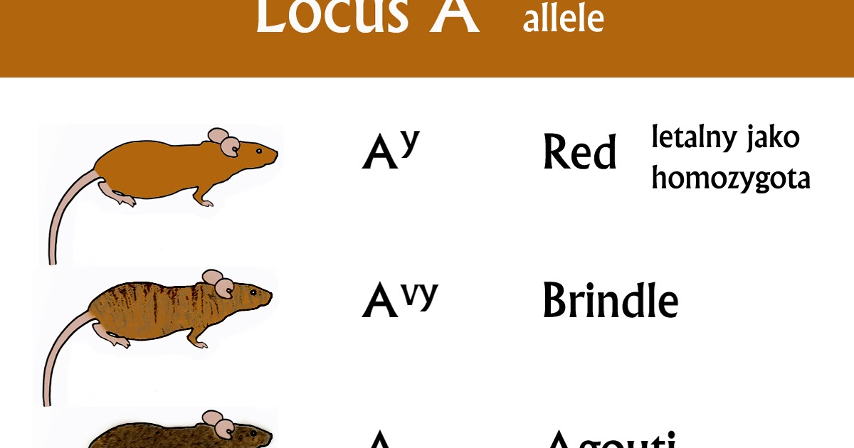 Picobello. Hodowla myszy rasowych.: Jakie geny wpływają na kolor ...