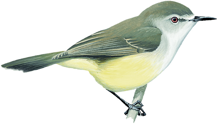 Laberinto en extinción: Gerygone de Lord Howe (Gerygone insularis)