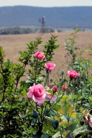 "A Day In The Valey" - Garden Tour of Pilton Valley 21/10/12
