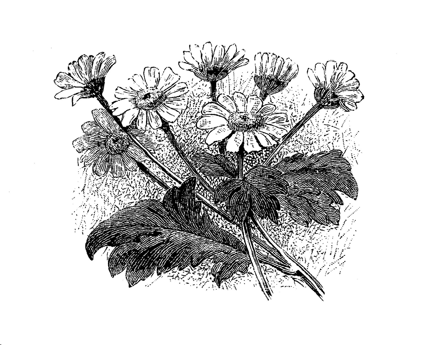 Digital Stamp Design: Stock Wildflower Illustration Free Flower Clip ...