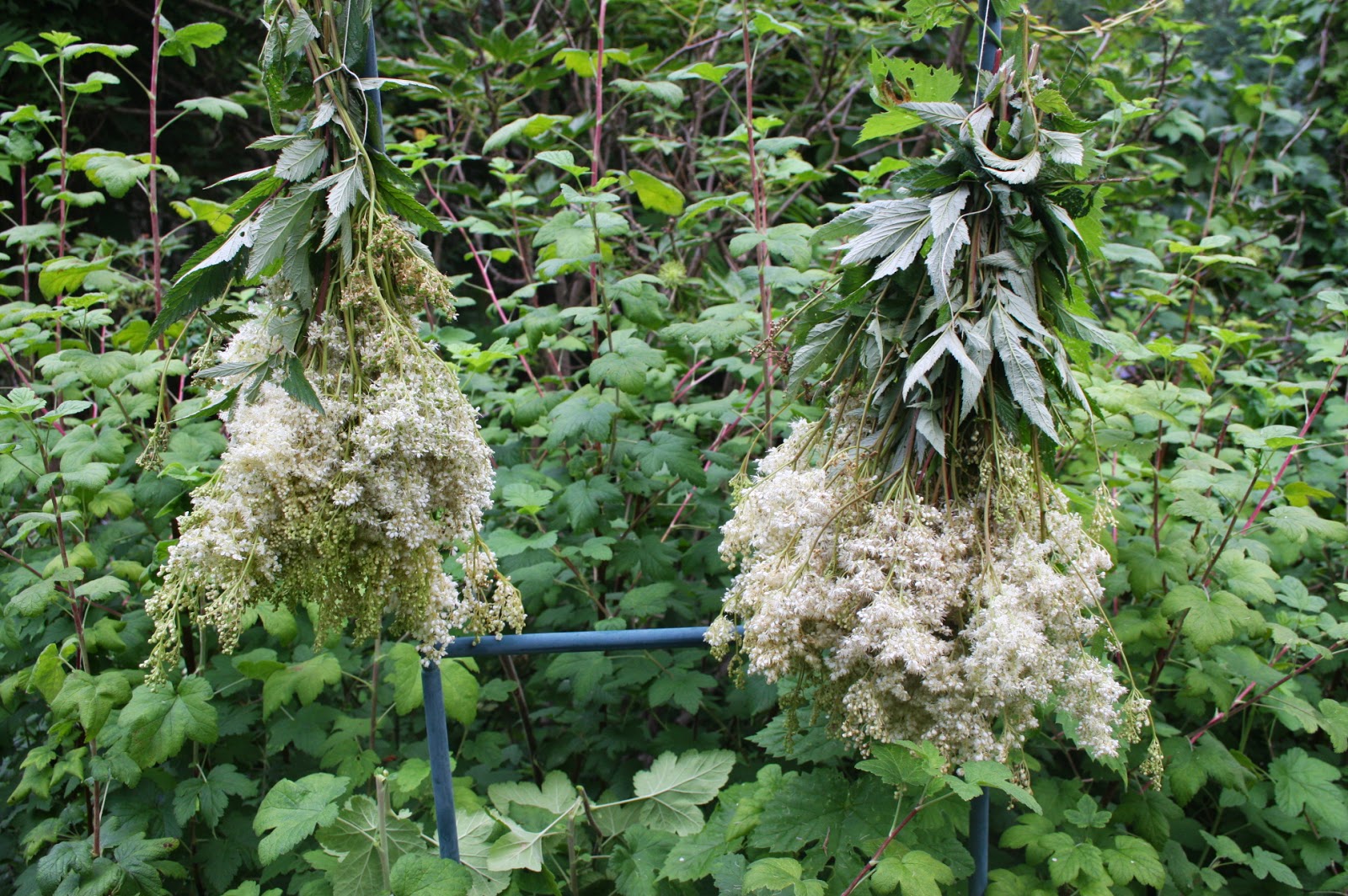 Siniunikon: Mesiangervo ja sikoangervo