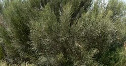 Argentina nativa: Retamo (Bulnesia retama)