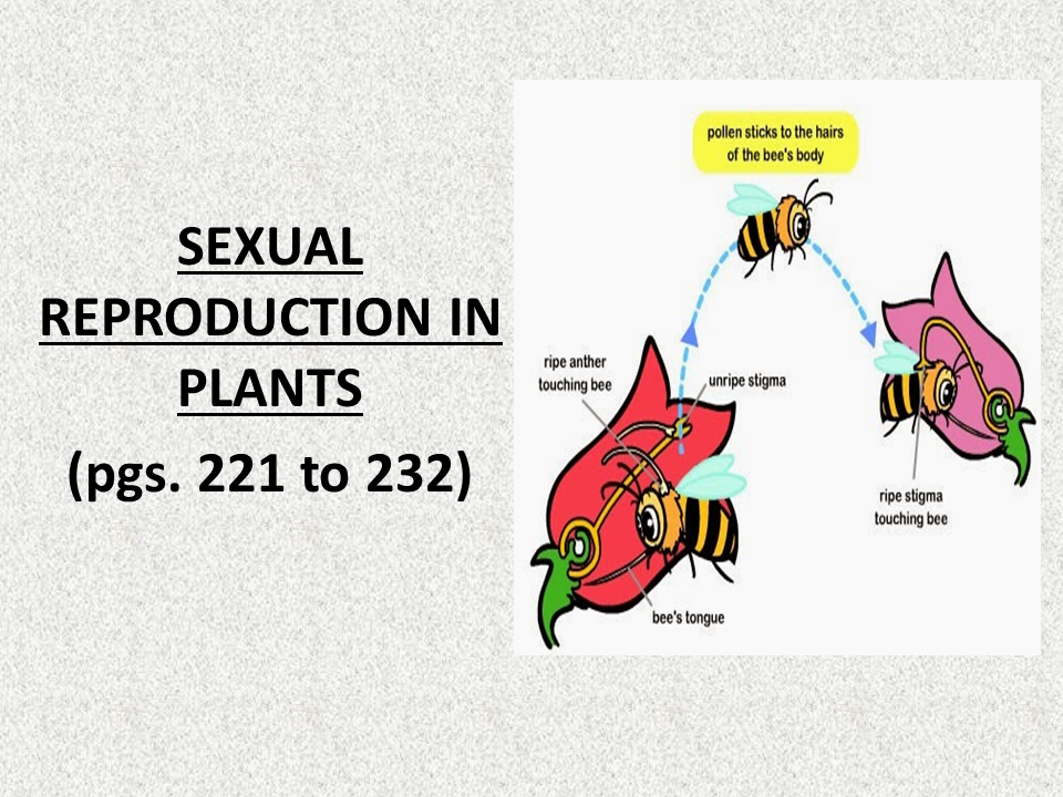 Grade 10: Chapter 3 - REPRODUCTION
