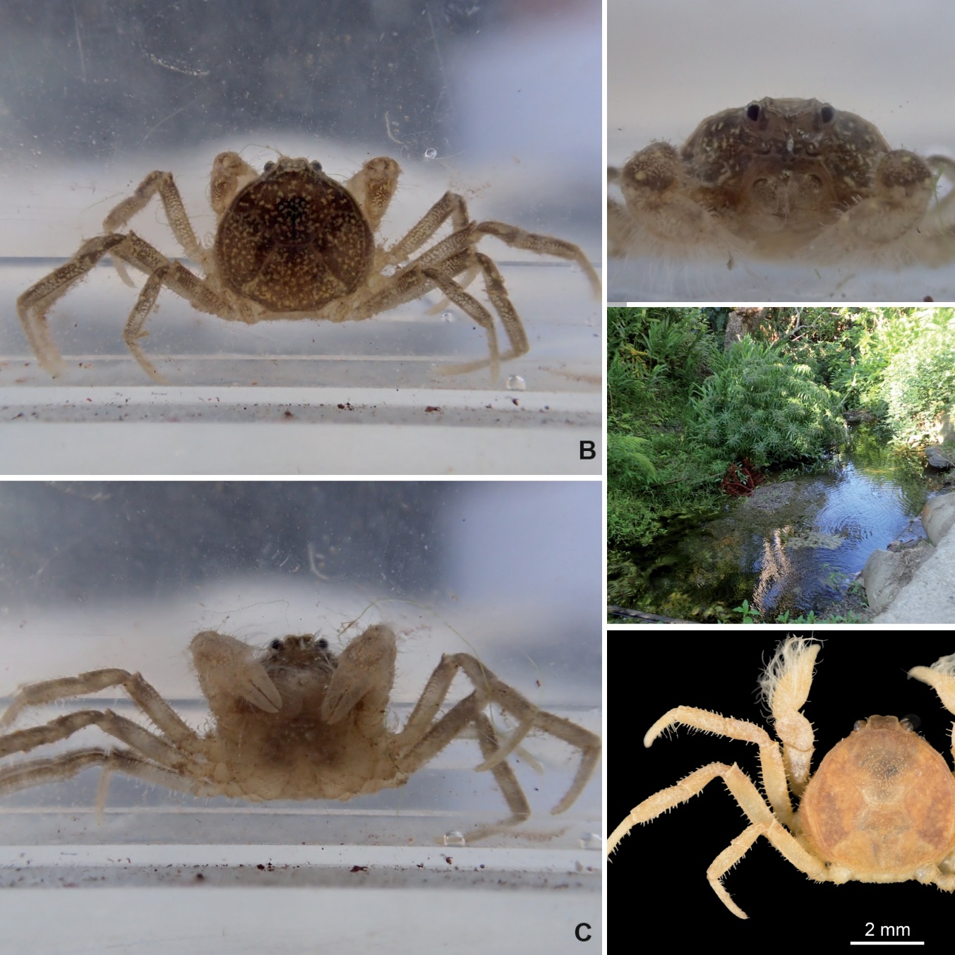 Species New to Science: June 2020