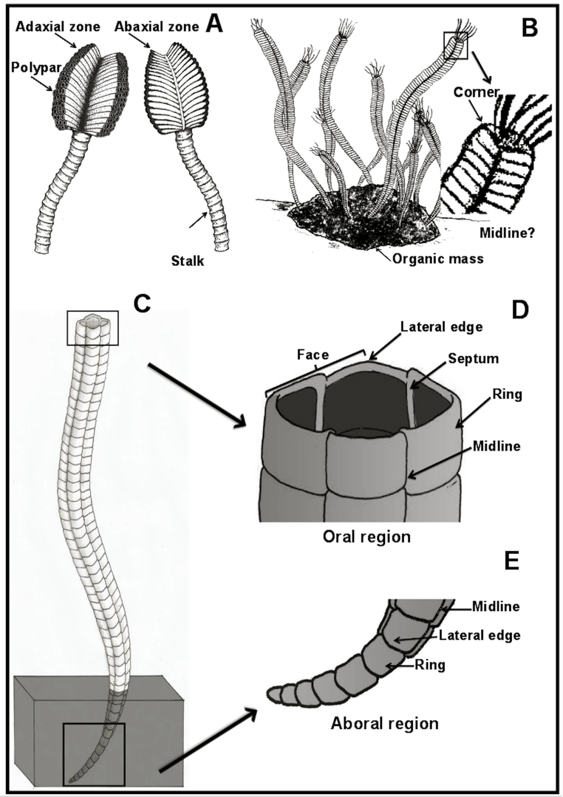 The Dragon's Tales: Corumbella: A Controversial, but Common ...