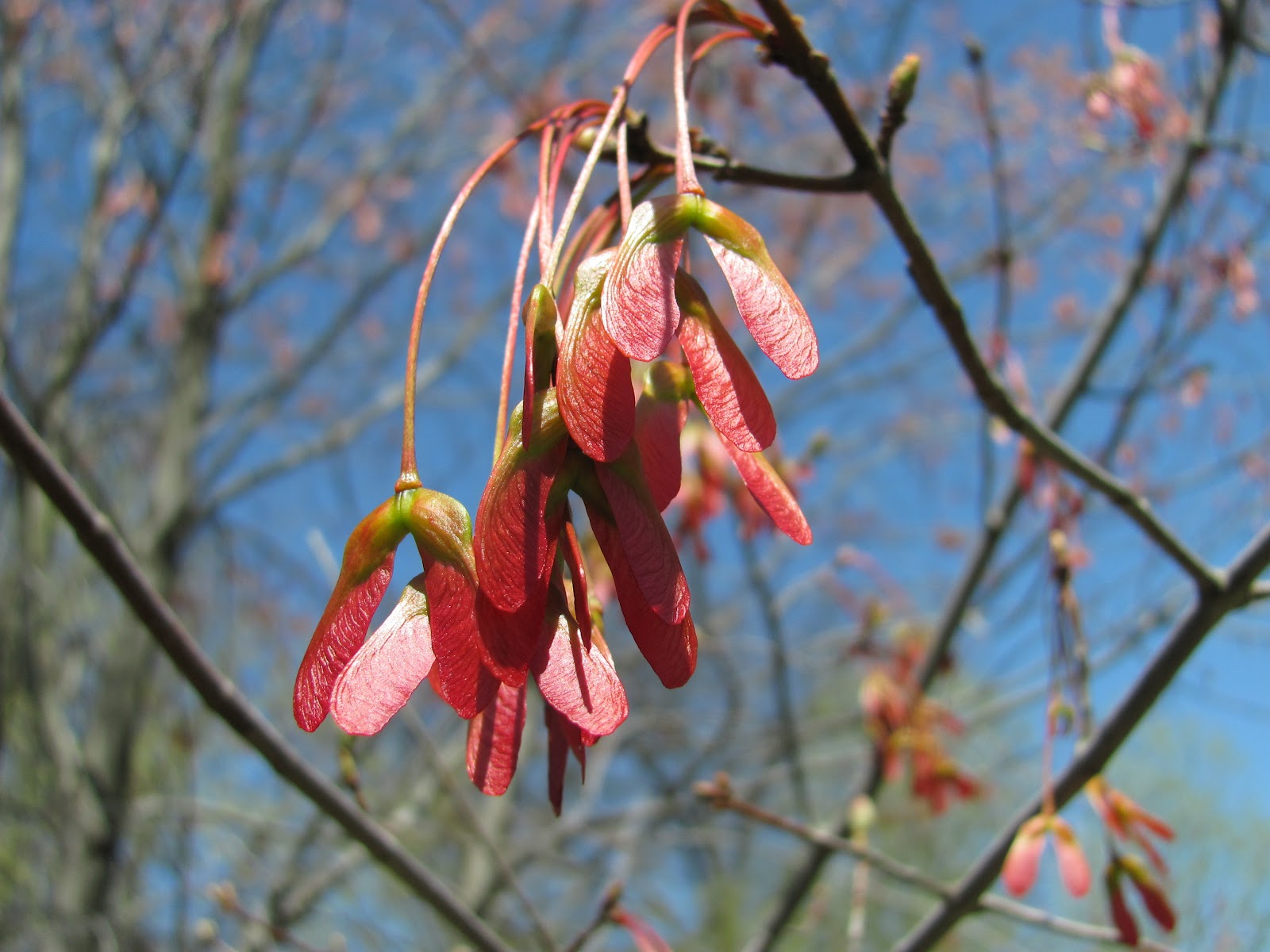 The Transplanted Gardener