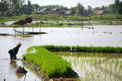 .: KEARIFAN LOKAL SUMBER INOVASI DALAM MEWARNAI TEKNOLOGI BUDIDAYA PADI ...