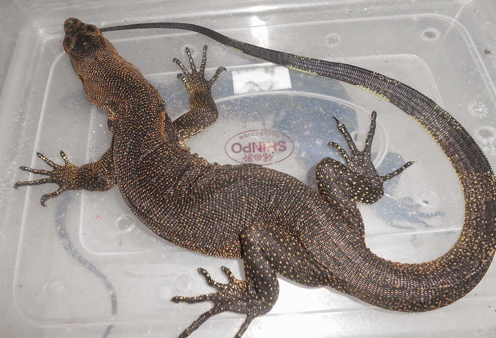 Jenis - jenis atau Macam - macam Varanidae / Varanus / Varanatic ...