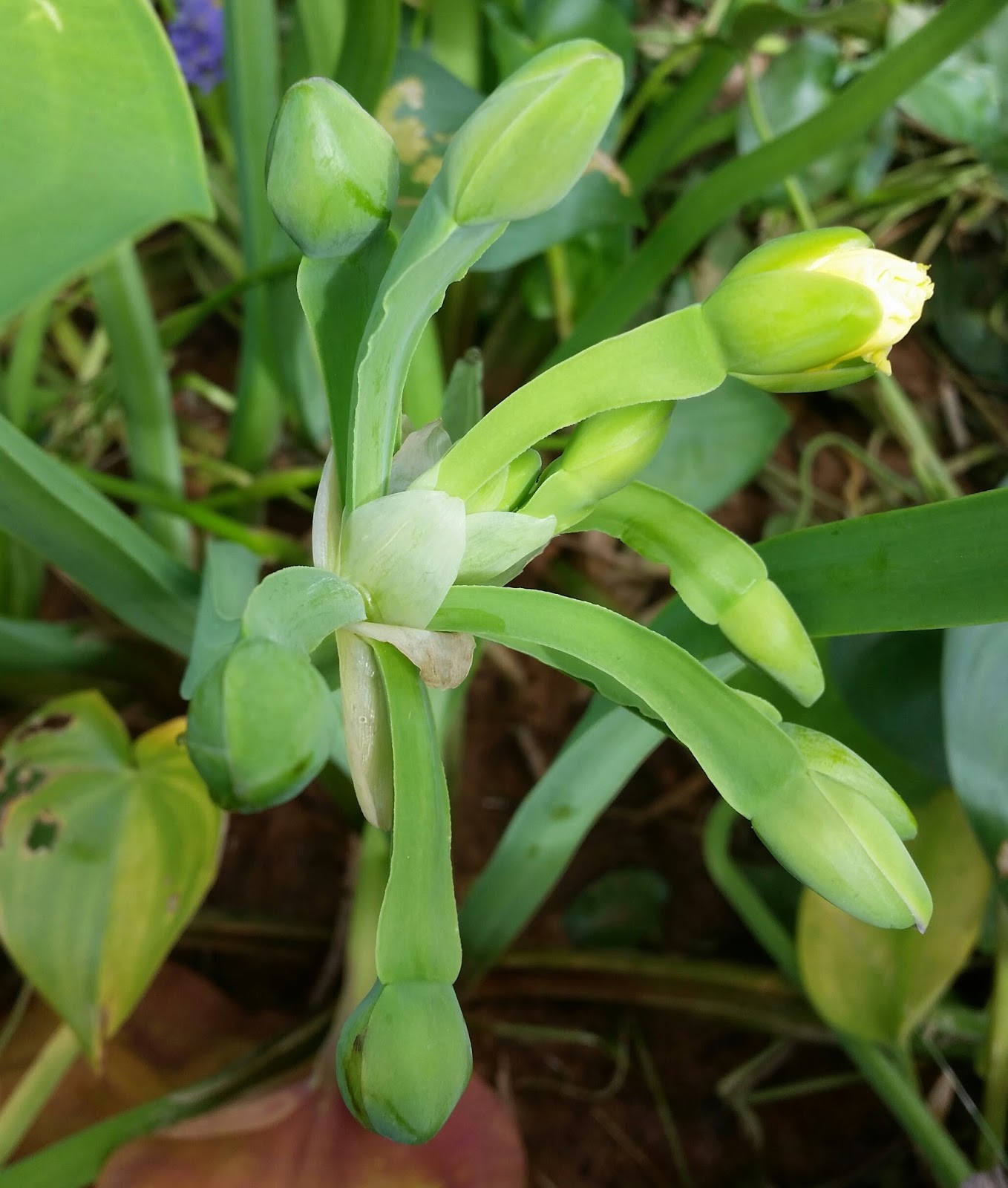 Warisan Petani: WW 7 : Bunga Genjer