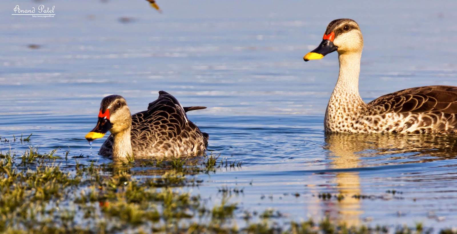 Indian Spot-billed Duck | YuGWoRLD