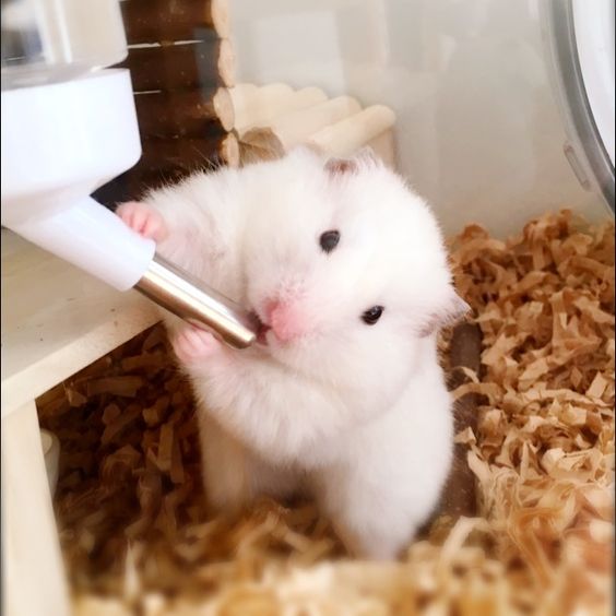 HRČAK KAO SIMPATIČNI KUĆNI LJUBIMAC.