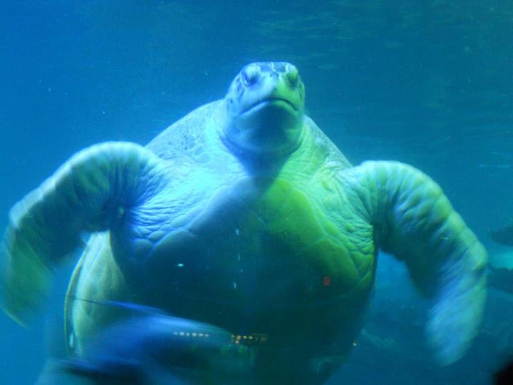 Aquarium News and Updates