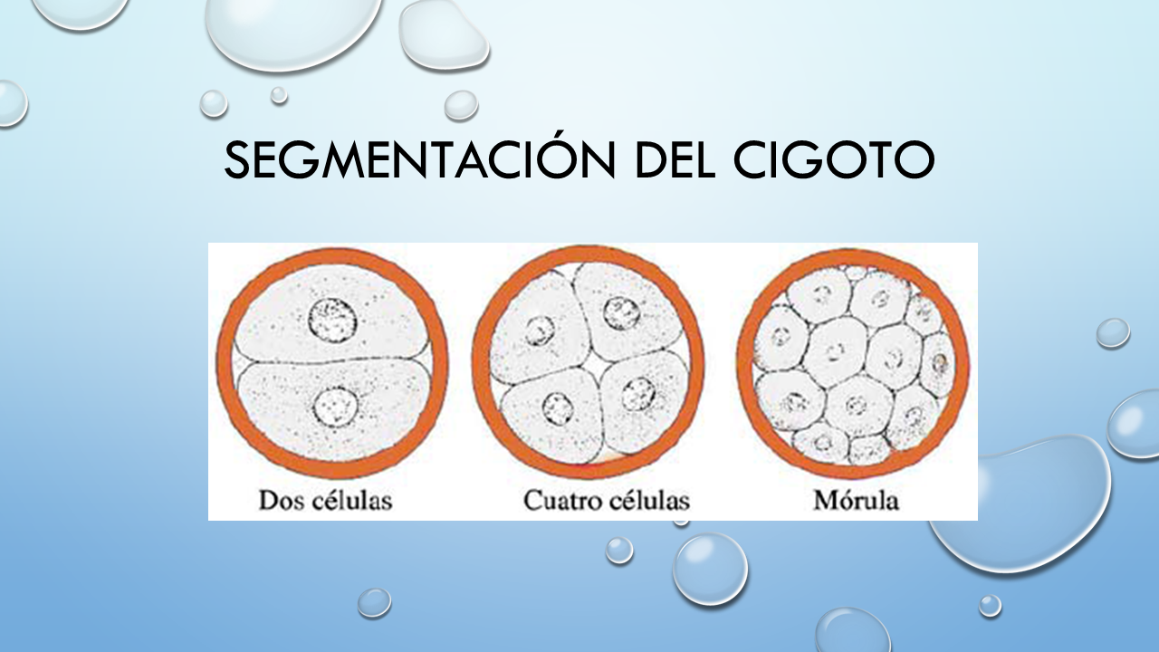 Histoembriologia: SEGMENTACIÓN DEL CIGOTO (BLASTÓMERAS)