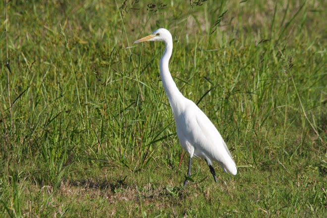 BIRDING - Kyoto, Kansai and Japan: egrets