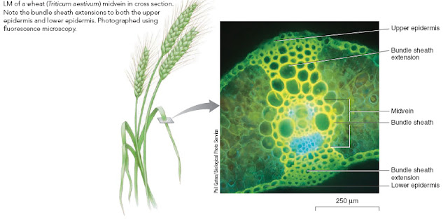 Seludang Pembuluh ~ Wartos Biologi