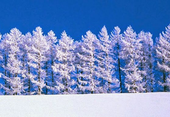 Lenin Cardozo - Entrevistas / Artículos / Videos: Clima de los bosques ...
