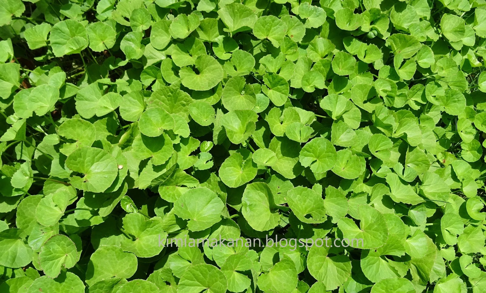 Manfaat Pegagan atau Antanan Gunung Yang Sangat Luar Biasa - Kimia Makanan