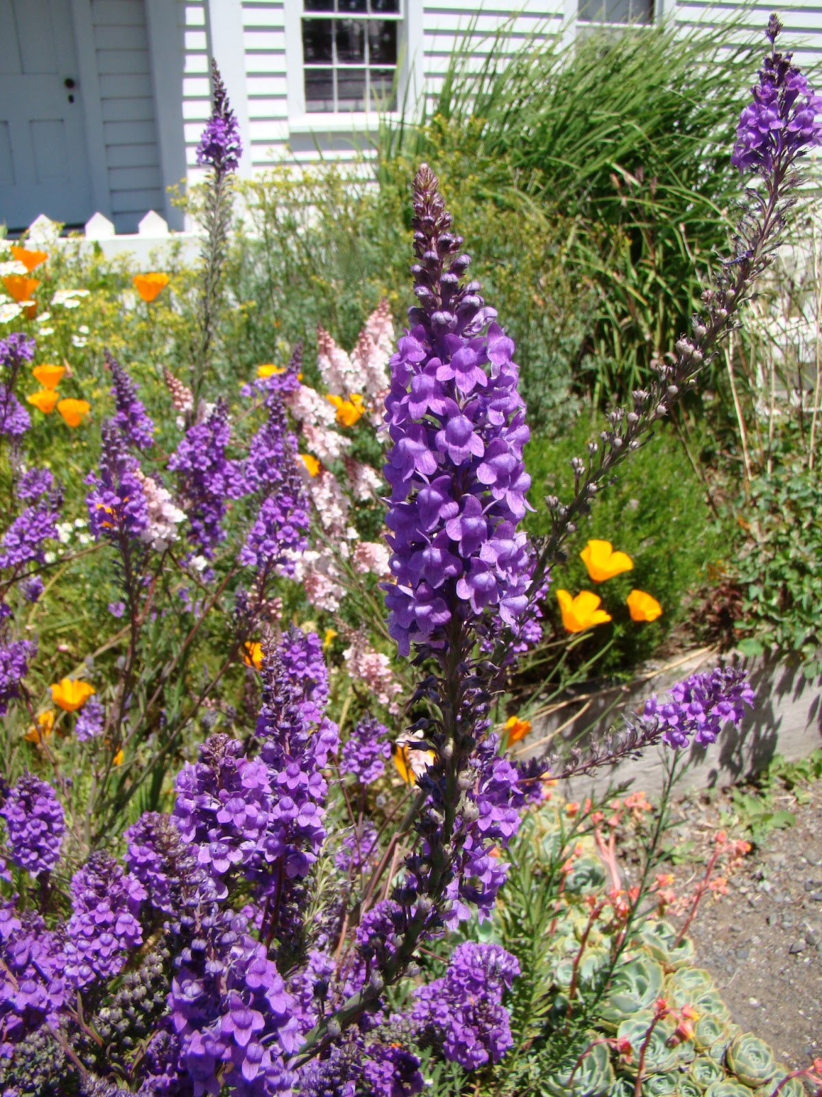 Leaves of Plants: Linaria purpurea