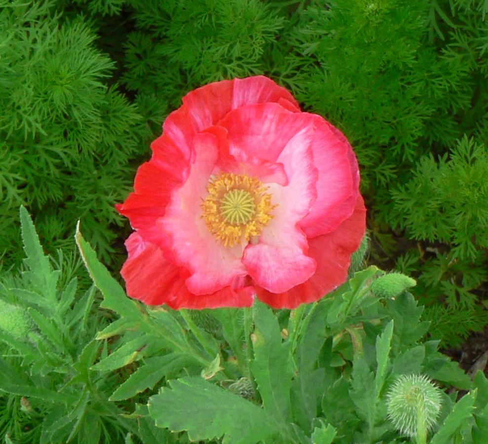 Visit My Garden: Annual Poppies