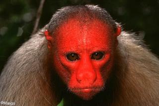 EkoEspacio: cacajao calvus - huapo colorado