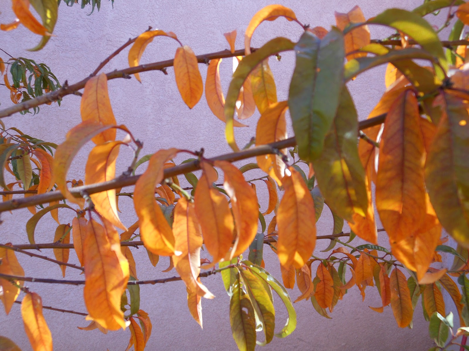 Trees That Please Nursery: 30 Days of Fall Foliage, Wednesday November 7th.