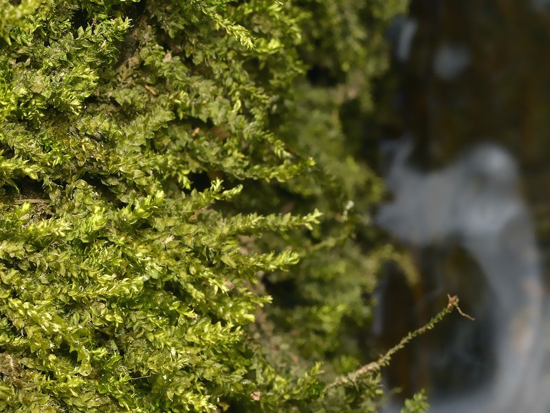 そよ風のなかで Part2: アオハイゴケ