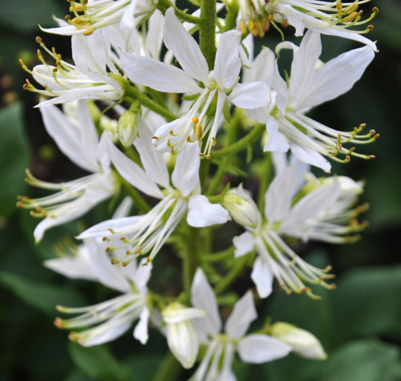 Three Dogs in a Garden: Mad Botany: Testing the Theory about Gas Plants
