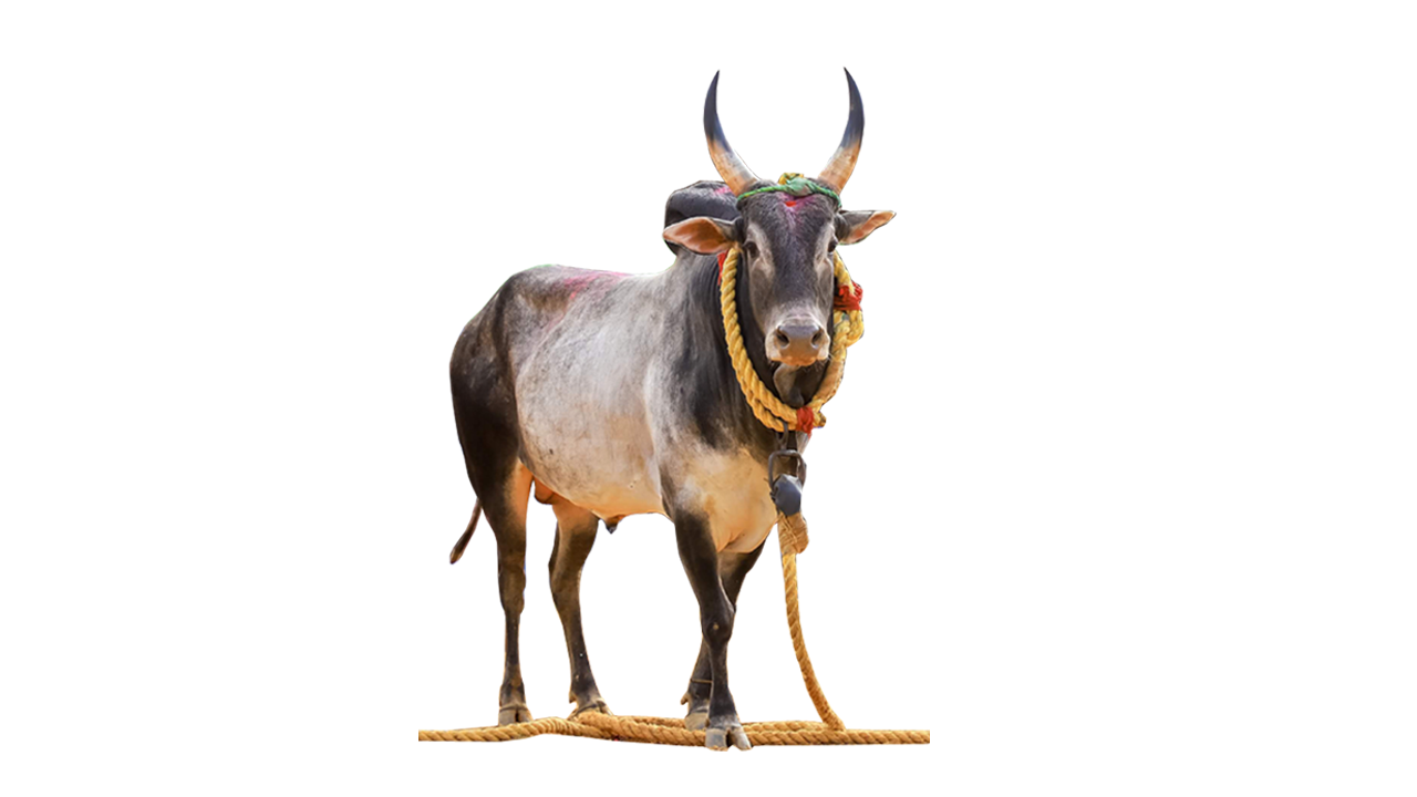 திருச்சி கோசகுறிச்சி அழகர்சாமி காளை