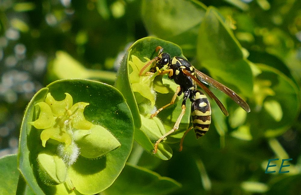 Mallorca es así también: La Primavera de los Insectos