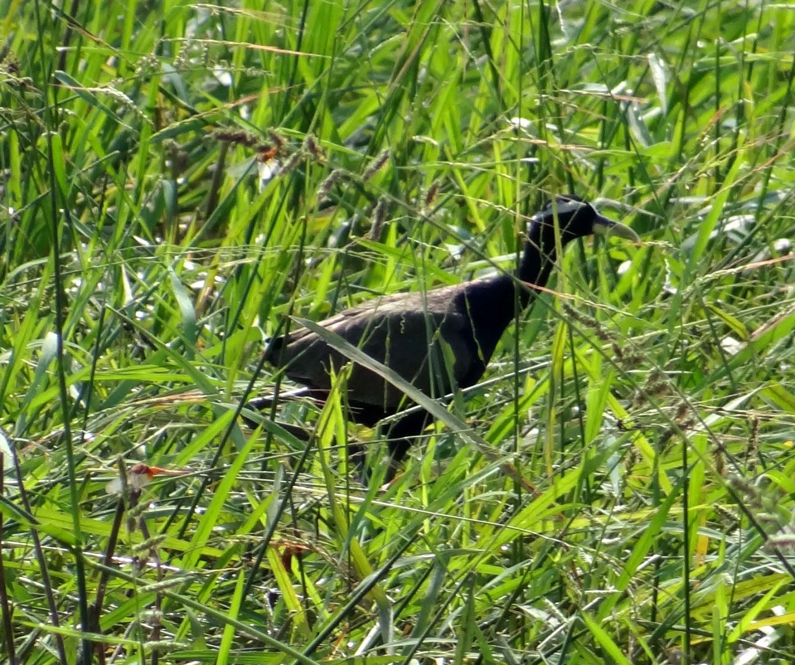 Friendly Neighbourhood Birders: 19. Nawabganj Bird Sanctuary, Lucknow