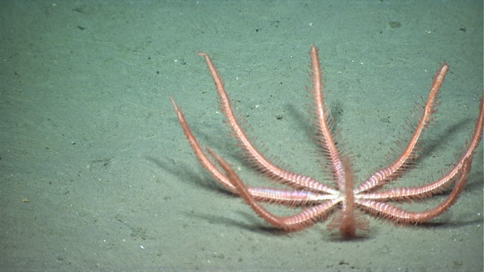 The Echinoblog: Because Brisingid Starfish are Fantastic! Stunning ...